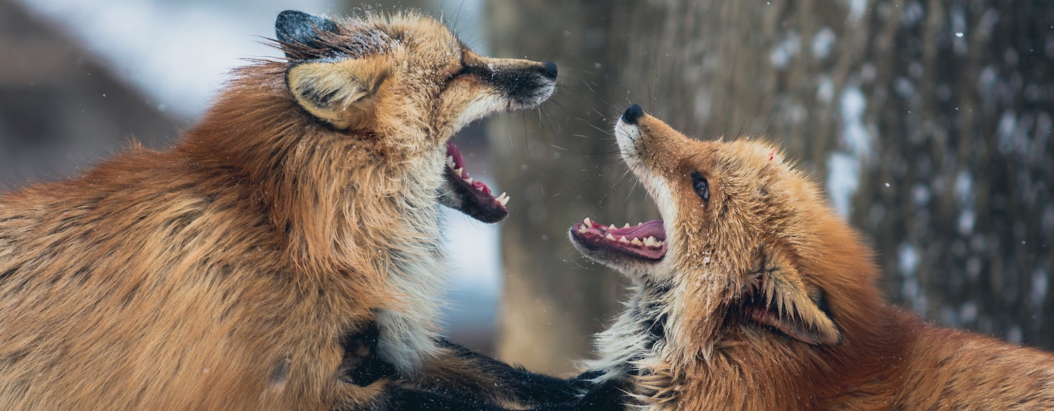 Fighting for Connection: When Couples Suffer with High Escalation and ...